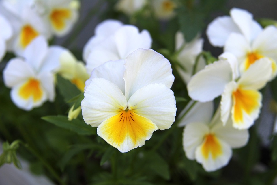 Native Plants To Help Prevent Erosion | EDEN'S GARDEN